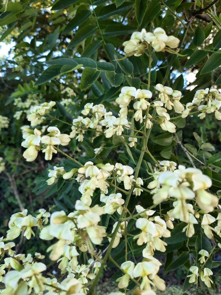 Japanese pagoda tree (Flora Autóctona de la Alcarria de Alcalá ...