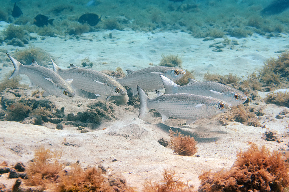 White Mullet (East Coast Pelagics) · iNaturalist