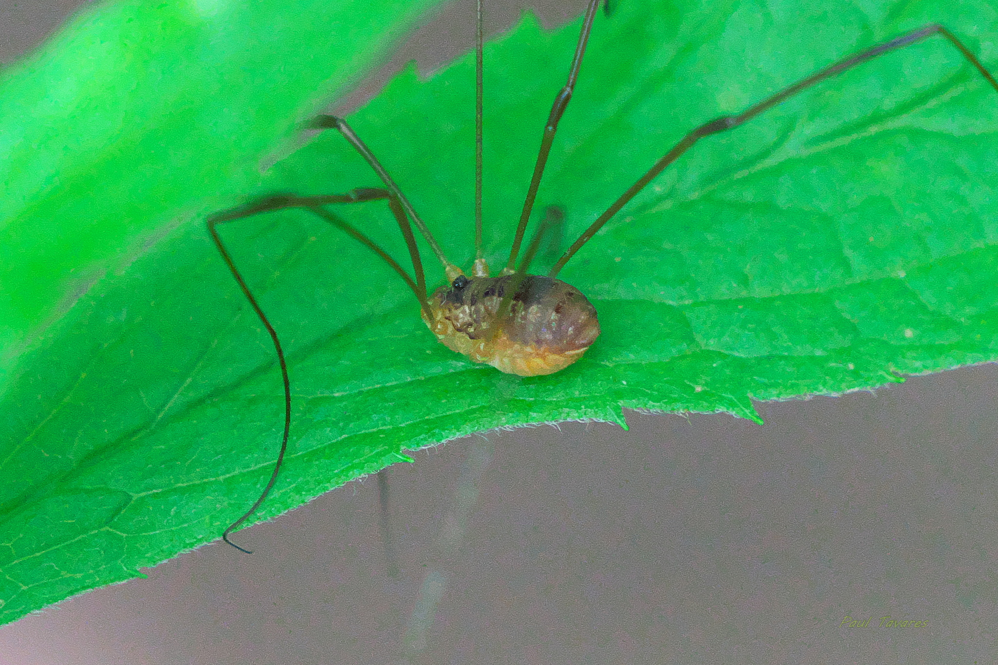 Leiobunum politum Weed, 1889