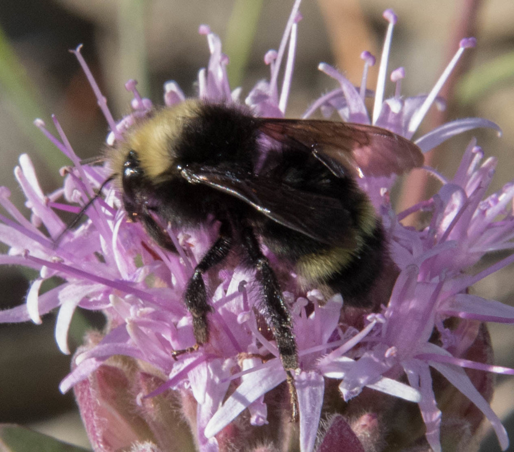 Van Dyke's Bumble Bee (Mount Rainier National Park Pollinator Guide 🐝 🦋 ...