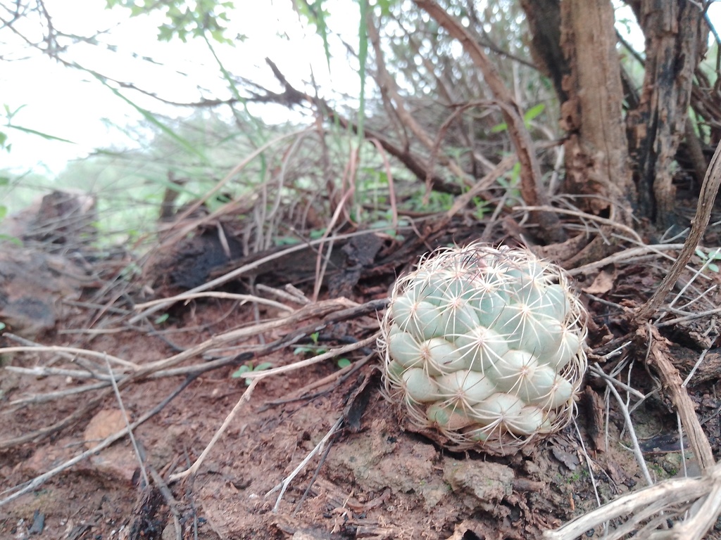 Coryphantha compacta from Indé, Dgo., México on July 31, 2020 at 08:43 ...