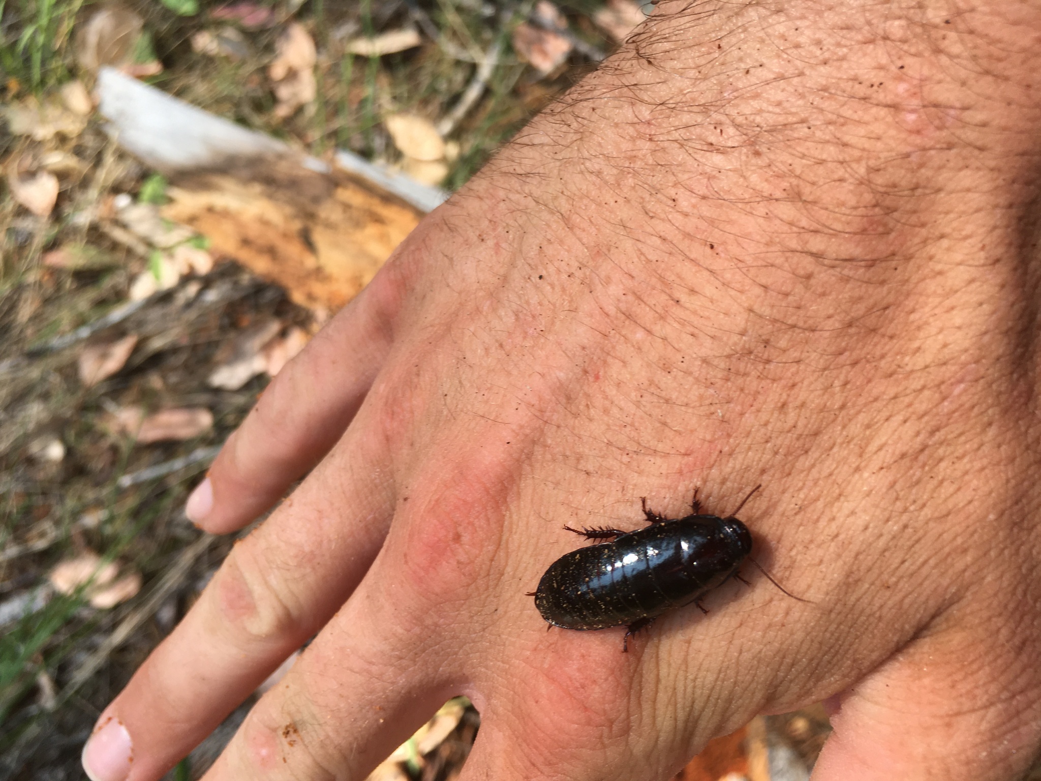 Cryptocercus clevelandi Byers, 1997