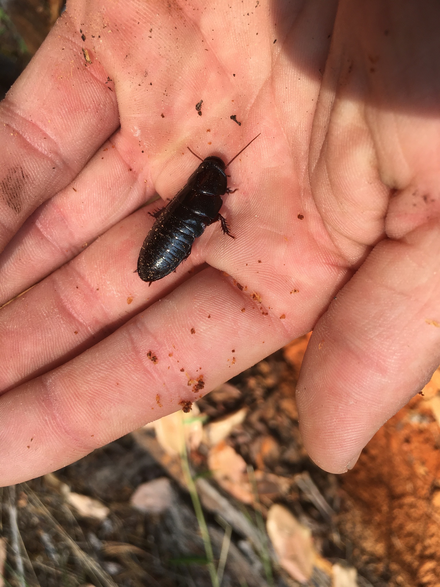 Cryptocercus clevelandi Byers, 1997