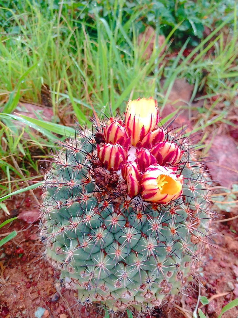 Coryphantha longicornis from Indé, Dgo., México on July 29, 2020 at 09: ...