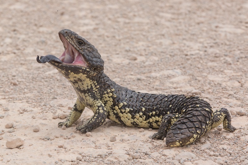 Shingleback Lizard from Fowler's Bay on January 7, 2019 at 04:06 PM by ...