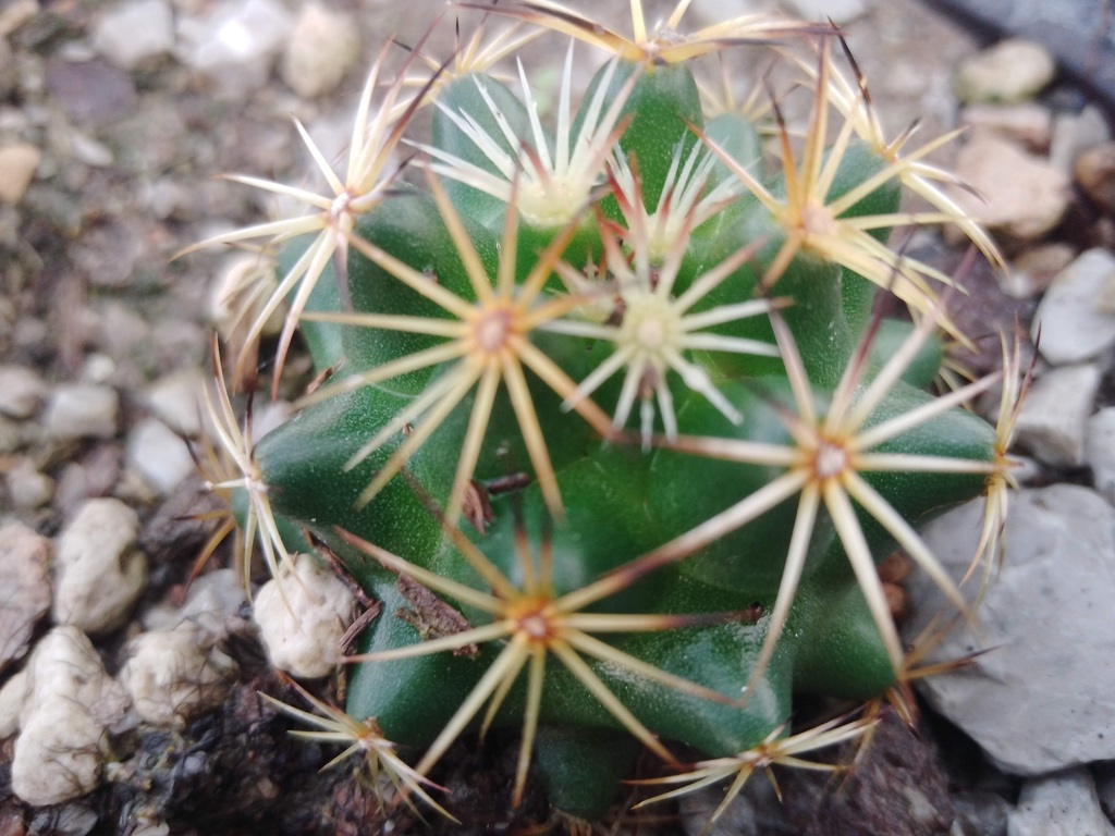 Coryphantha cornifera from Indé, Dgo., México on July 29, 2020 at 09:23 ...