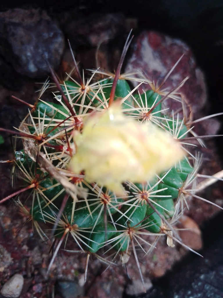 Coryphantha from Indé, Dgo., México on July 29, 2020 at 09:23 AM by ...