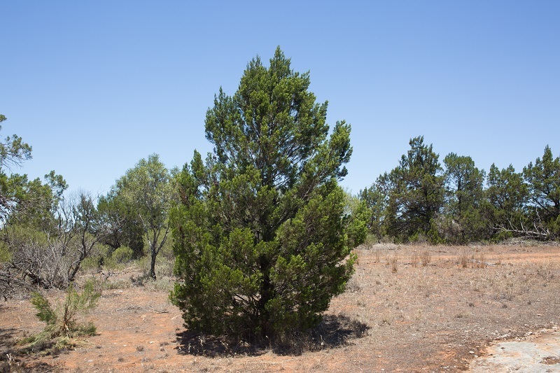 Slender Cypress-pine from Gawler Ranges SA 5655, Australia on January 5 ...