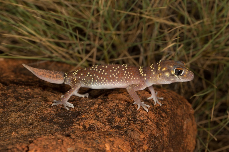 Thick-tailed Barking Gecko from Gawler Ranges SA 5655, Australia on ...