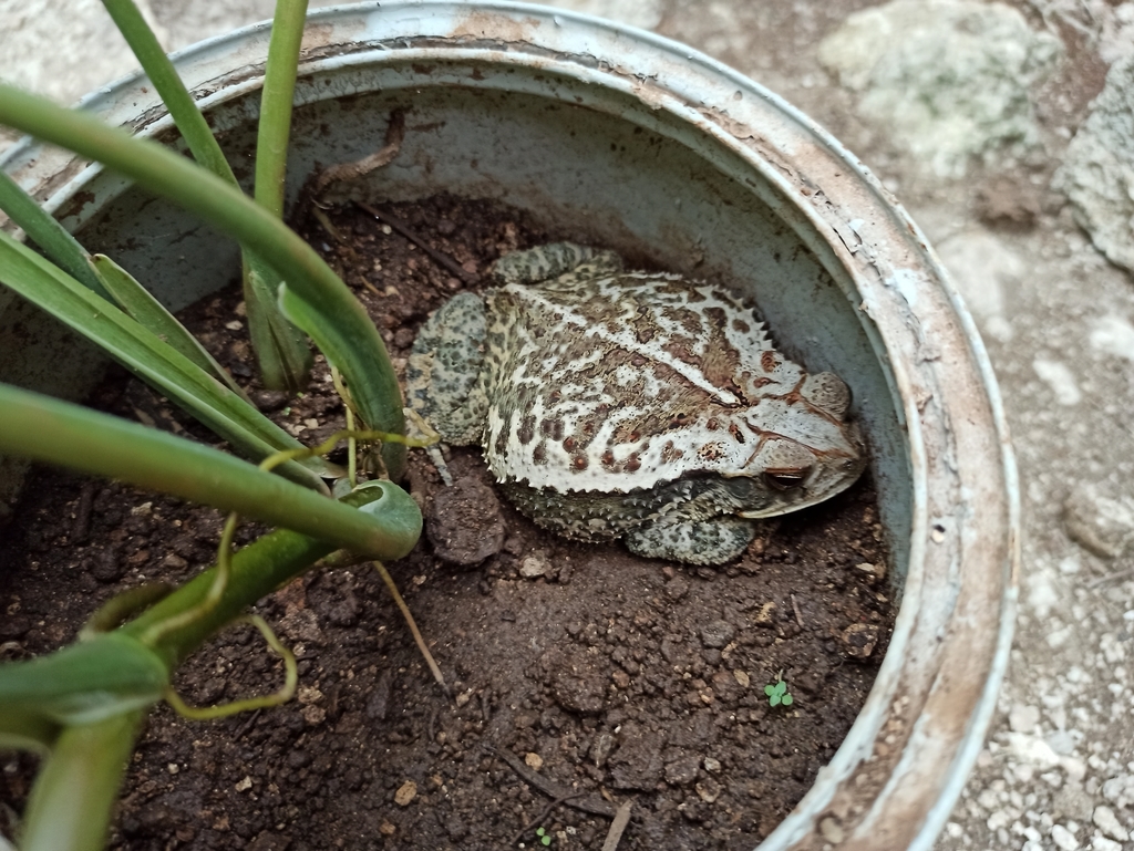Central American Gulf Coast Toad from Leandro Valle, Mérida, Yuc ...