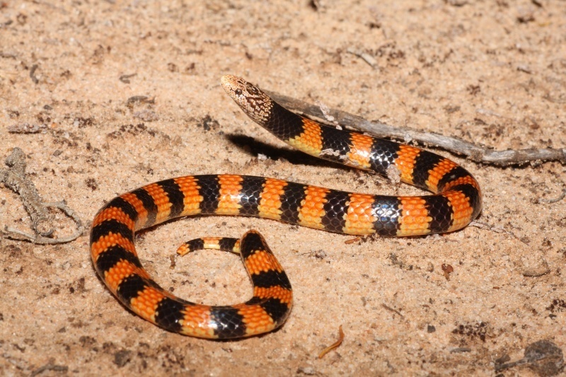 Desert Banded Snake from Lake Gilles, South Australia on January 17 ...