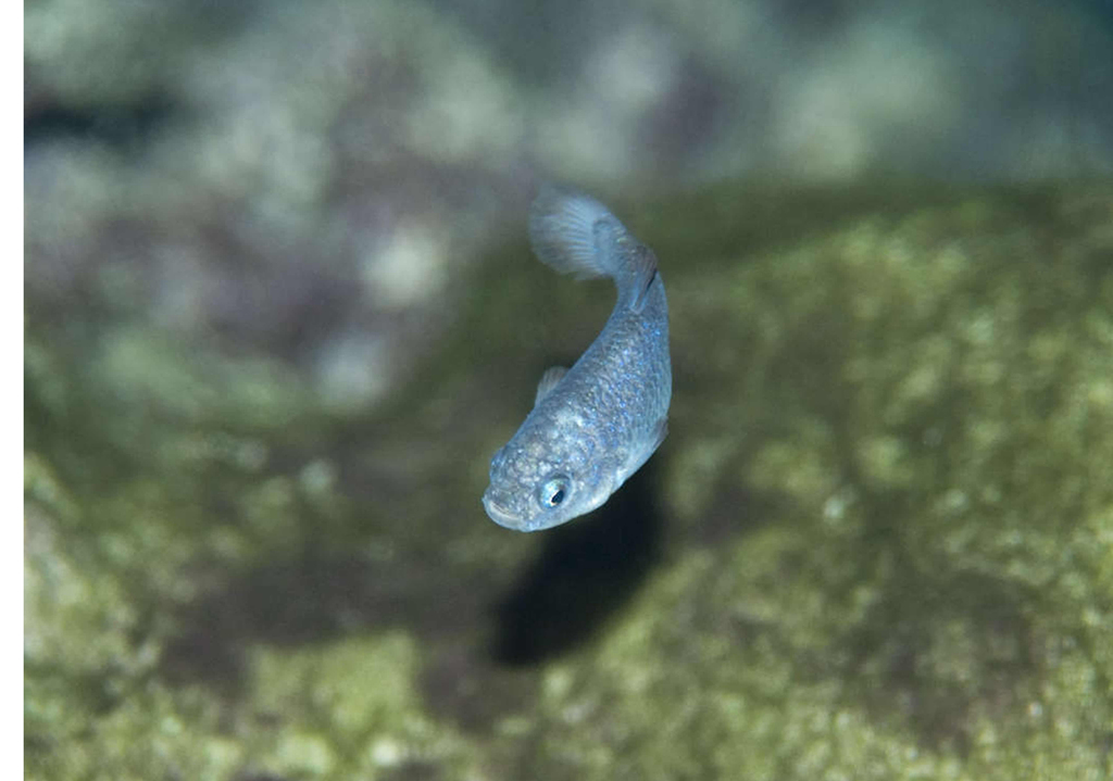 Devils Hole Pupfish (Cyprinodon diabolis) - Marine Life Identification