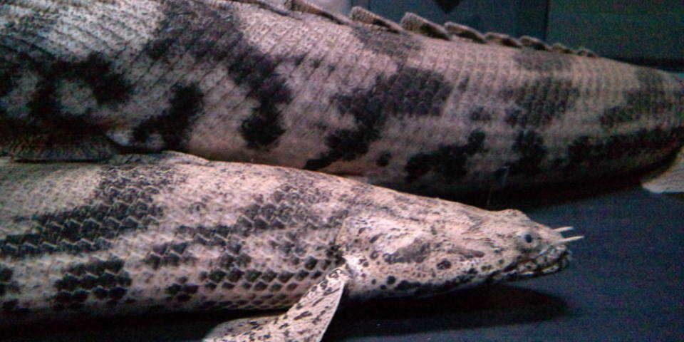 Saddled Bichir (Polypterus endlicherii) - Marine Life Identification