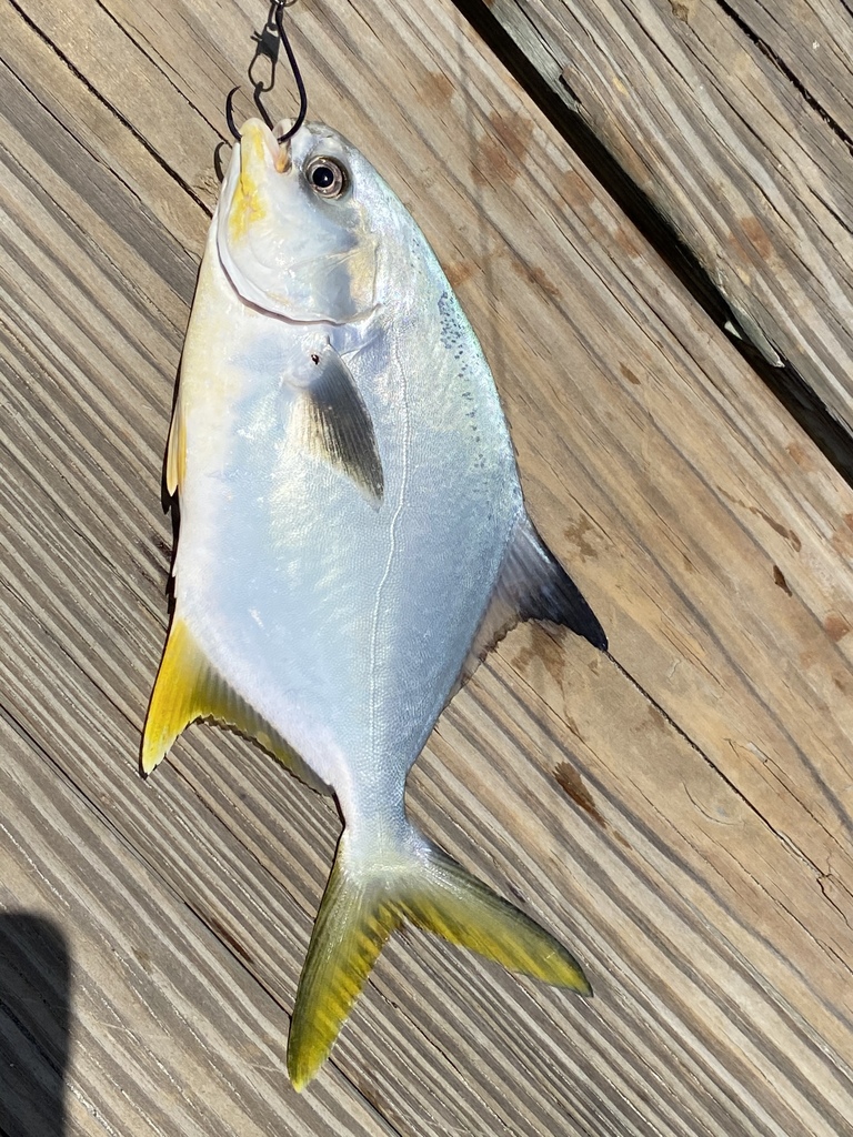 Florida Pompano from Tybee Creek, Tybee Island, GA, US on July 31, 2020 ...