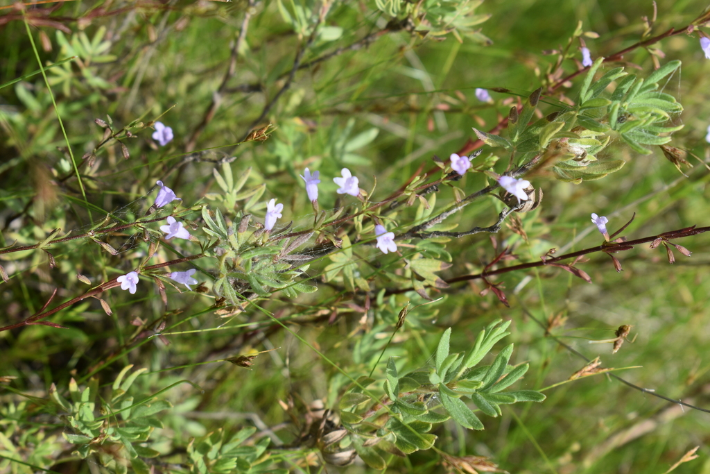 low calamint in July 2020 by John Boldt · iNaturalist