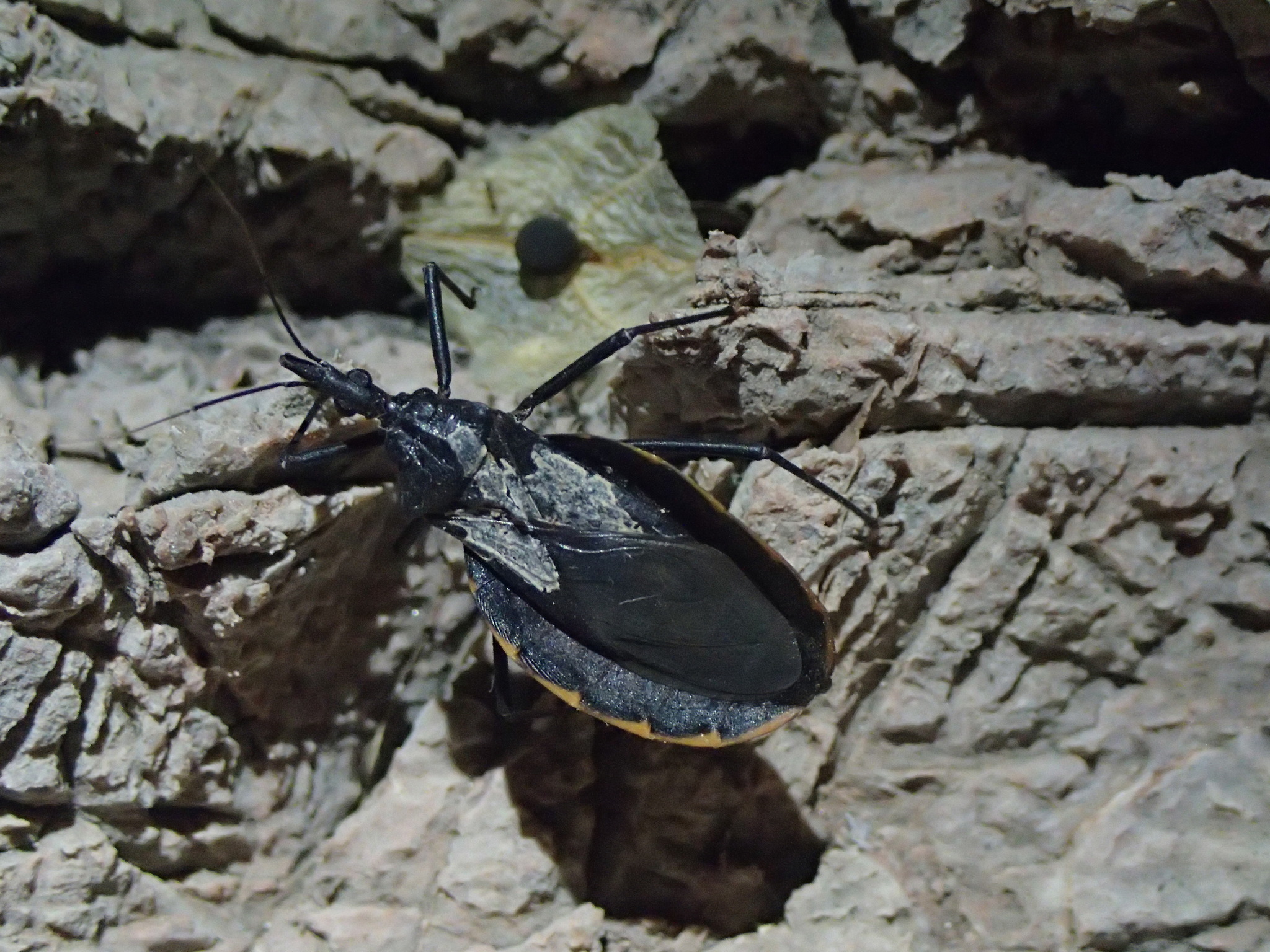Triatoma recurva (Stål, 1868)