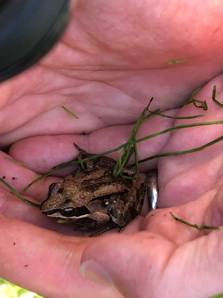 Wood Frog from WIS-13, Port Wing, WI, US on July 31, 2020 at 02:12 PM ...