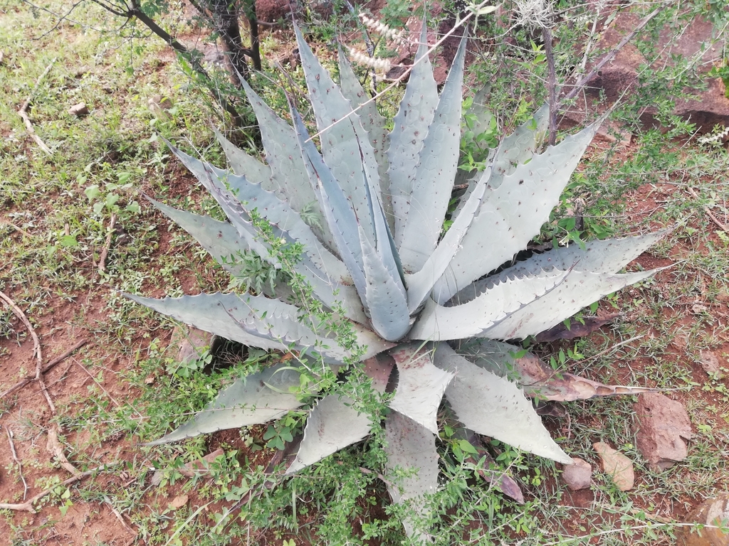Agave durangensis from Nombre de Dios, Dgo., México on July 31, 2020 at ...