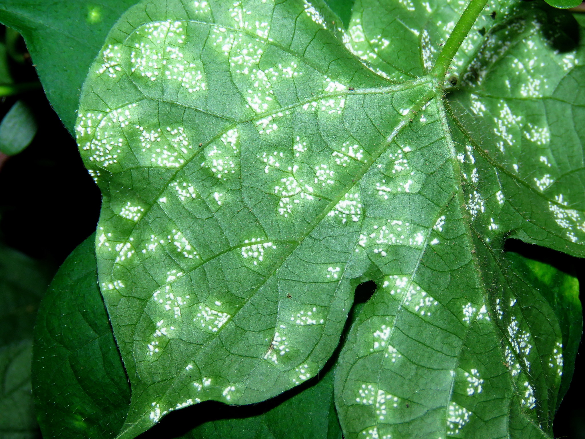 Albugo ipomoeae-panduratae (Schwein.) Swingle