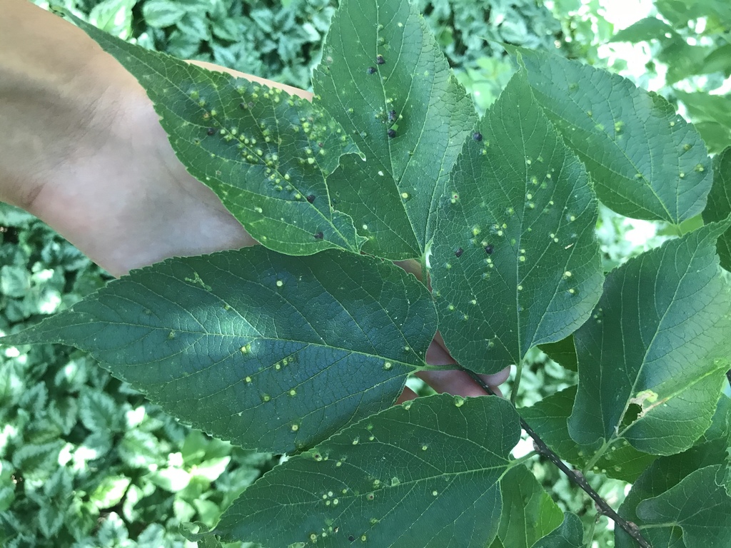 Hackberry Gall Psyllids from Saddle Wood Dr, Eagan, MN, US on July 31 ...