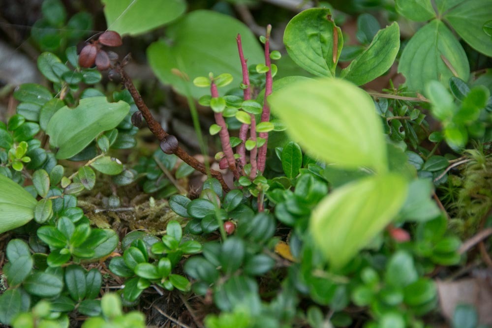 Huckleberry Broom Rust Fungus from Washington, Maine, United States on ...