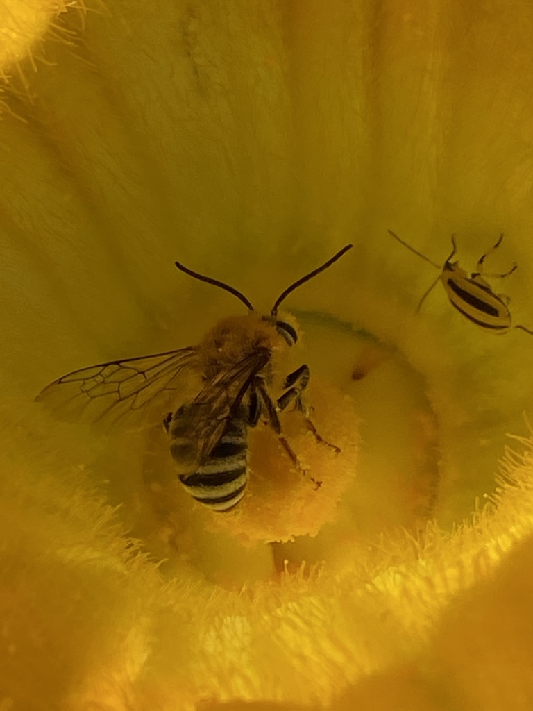 Pruinose Squash Bee from Union St, Orleans, VT, US on July 31, 2020 at ...