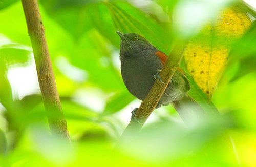 Slaty Spinetail (Birds of Chicaque) · iNaturalist
