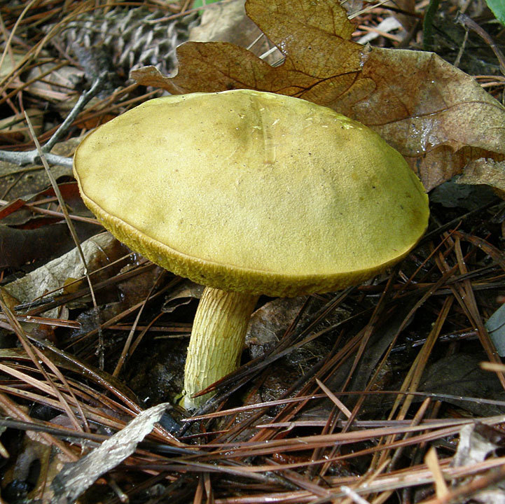 Ornate-stalked bolete (Fungi and Lichens of Mississippi) · iNaturalist