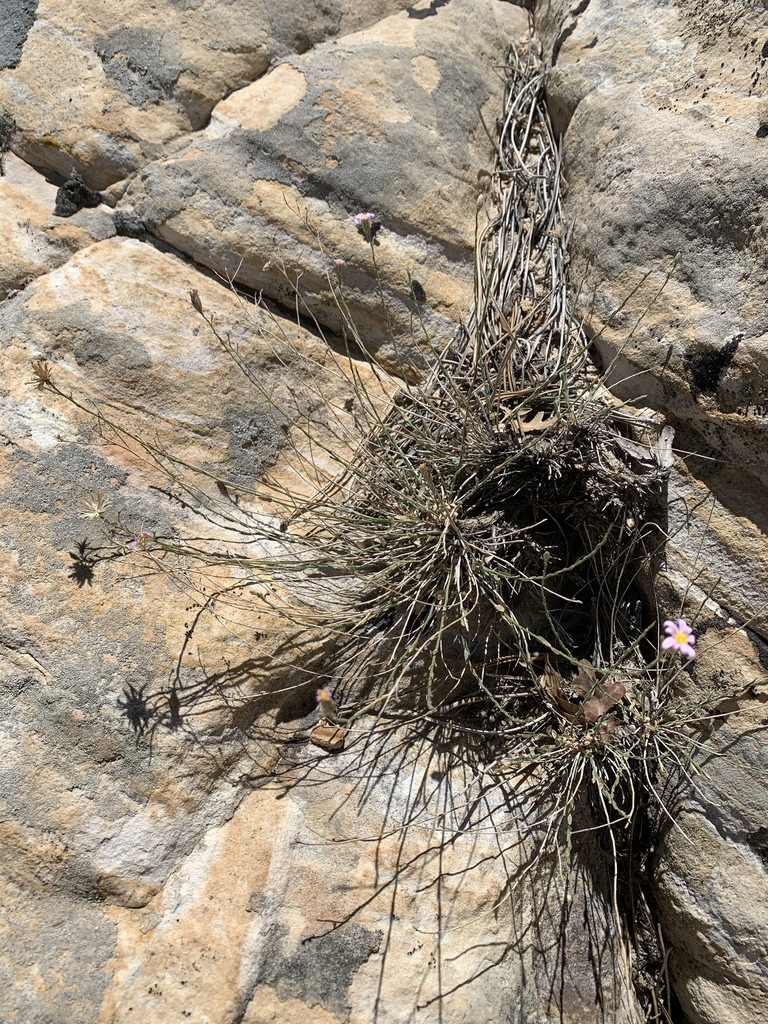 Spring Mountain Aster in July 2020 by Corey Lange. Ionactis caelestis ...