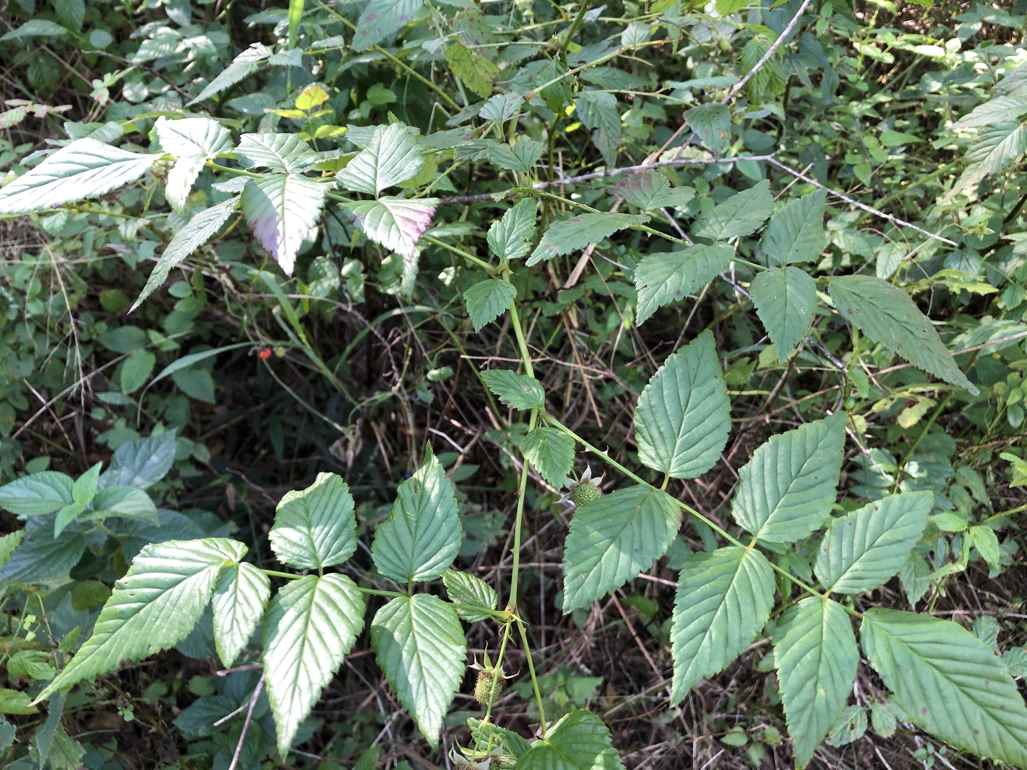 Rubus probus L.H.Bailey