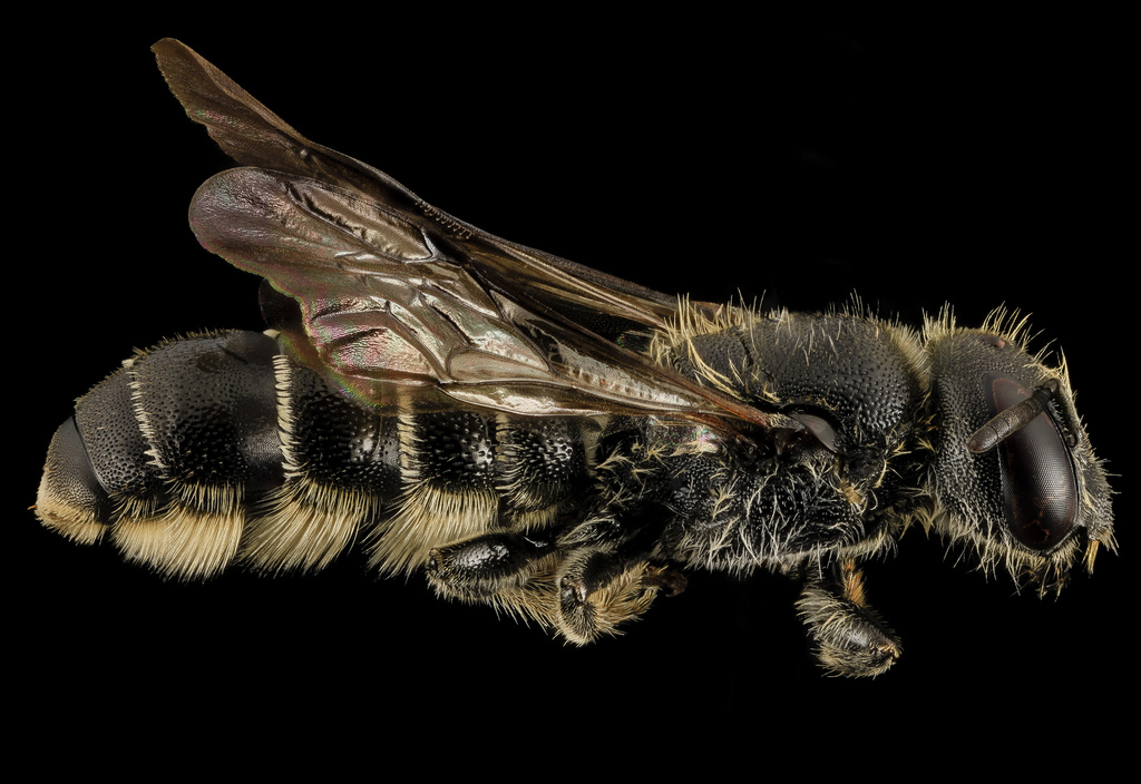 Chelostoma rapunculi (Bees of Niagara Region, Ontario) · iNaturalist
