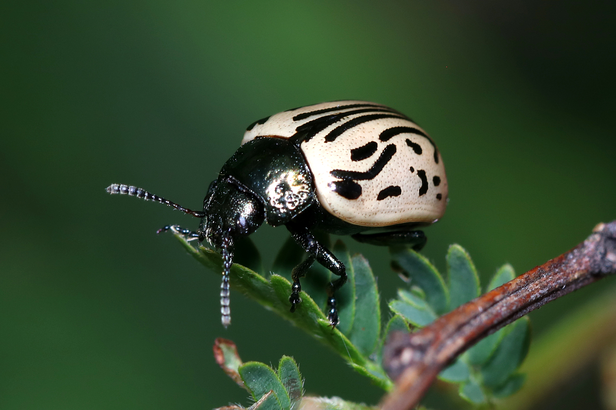 Calligrapha dislocata (Rogers, 1856)