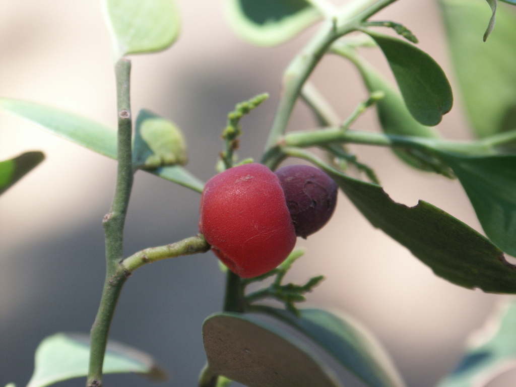 Broad Leaved Native Cherry from Tallegalla QLD 4340, Australia on ...