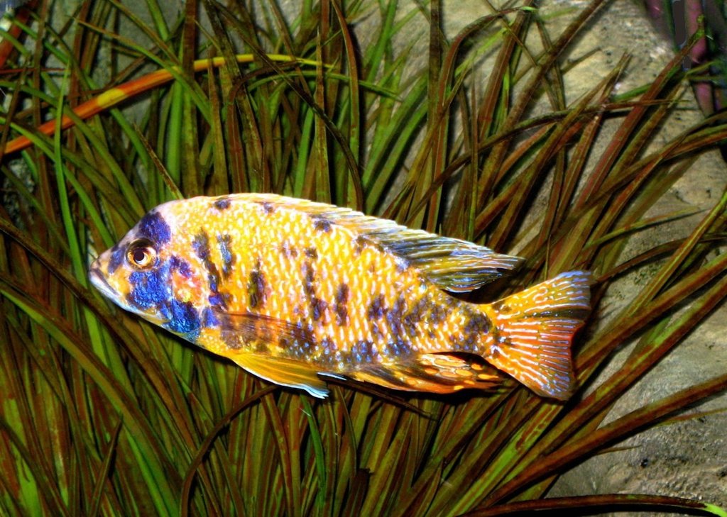 Blue Mbuna (Labeotropheus fuelleborni) - Marine Life Identification