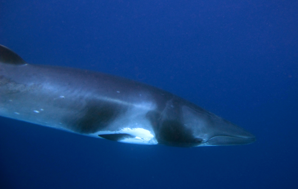 Common Minke Whale (Balaenoptera acutorostrata) - Know Your Mammals