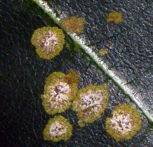 Strigula orbicularis · iNaturalist