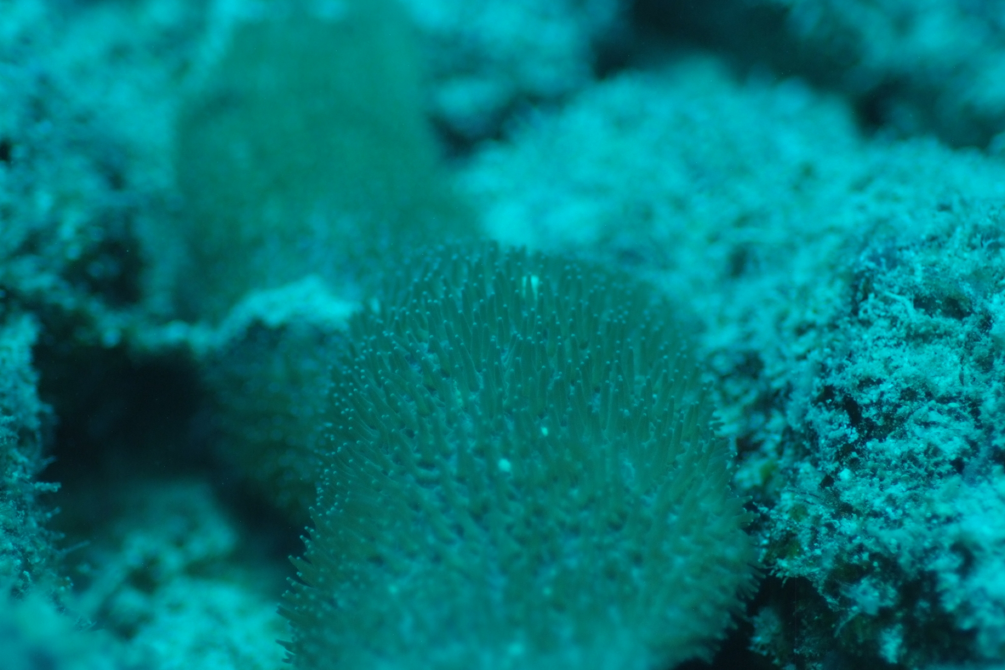 Polyphyllia Blainville, 1830