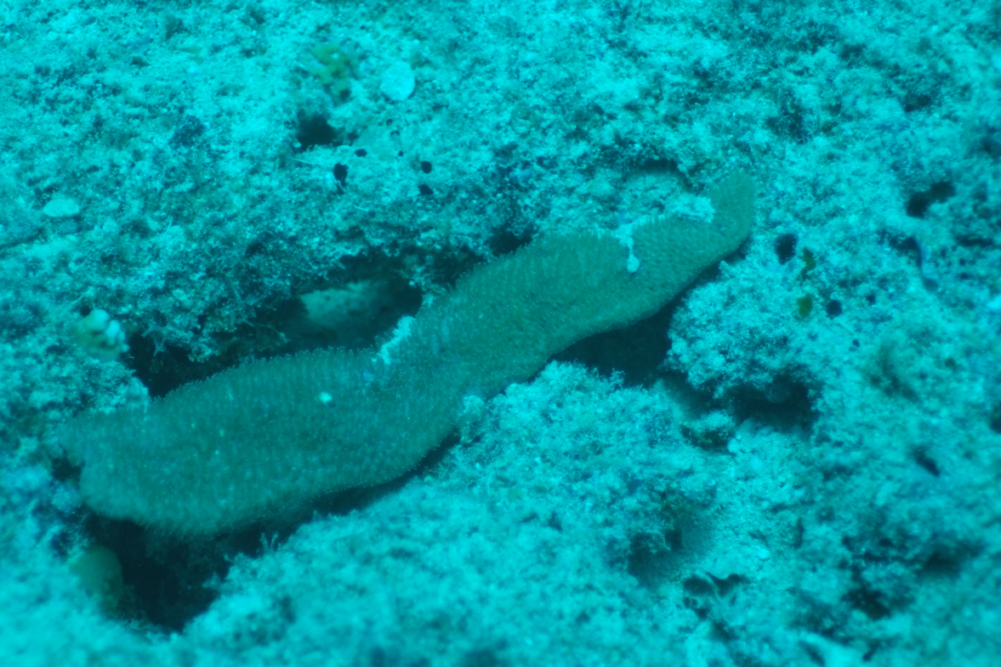 Polyphyllia Blainville, 1830