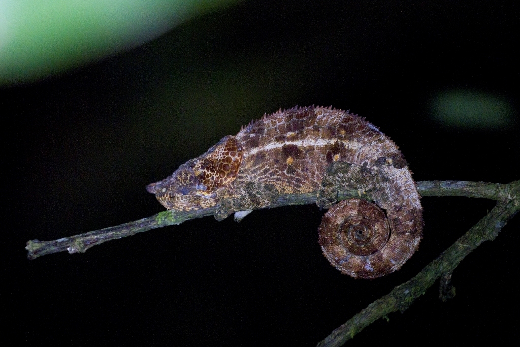 Cryptic Chameleon from Madagascar on January 1, 2000 at 12:00 AM by ...