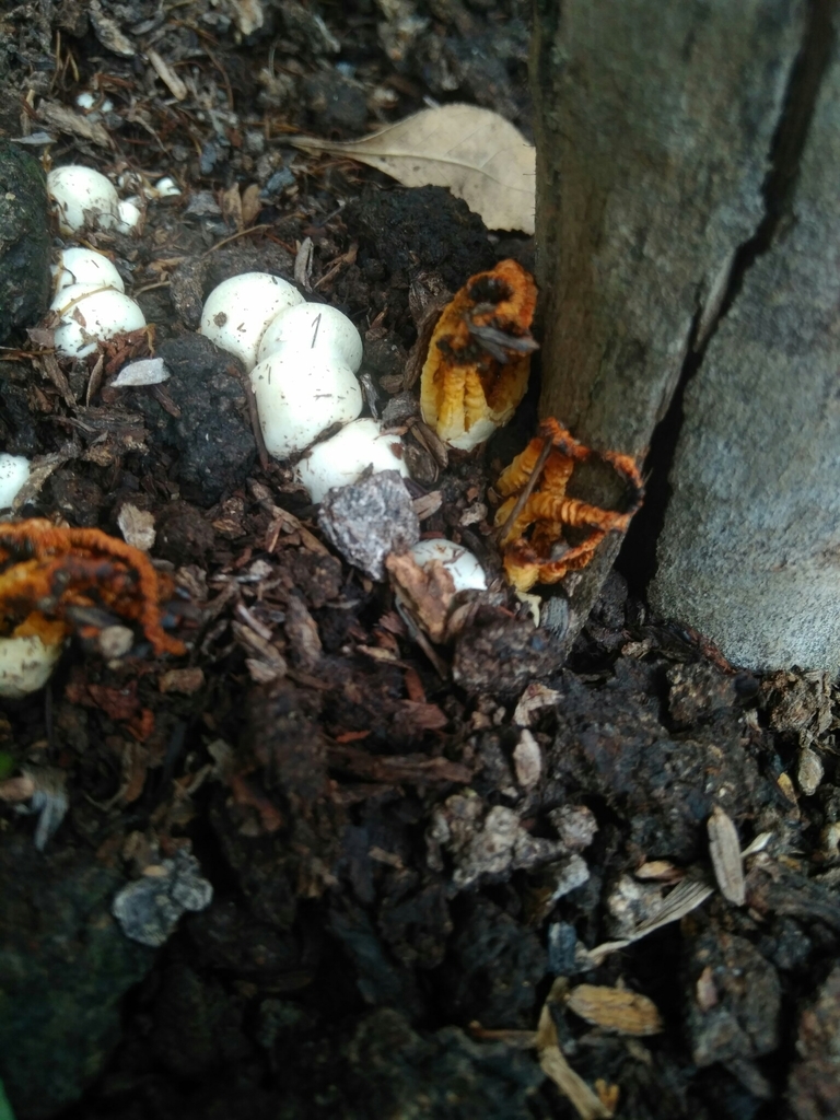 stinky squid from Điện Bàn on August 01, 2020 at 07:55 AM by einyzant ...