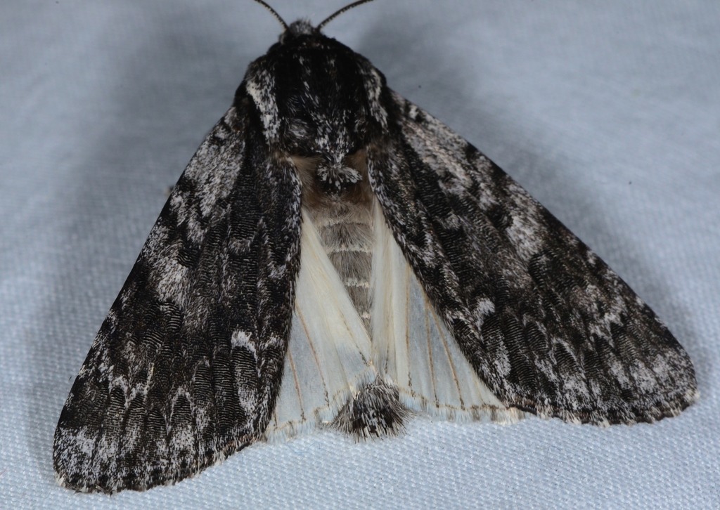 Acronicta perdita (Invertebrates of Montana, USA) · iNaturalist