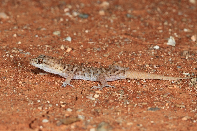 Common Prickly Gecko from Broken Hill NSW 2880, Australia on March 12 ...