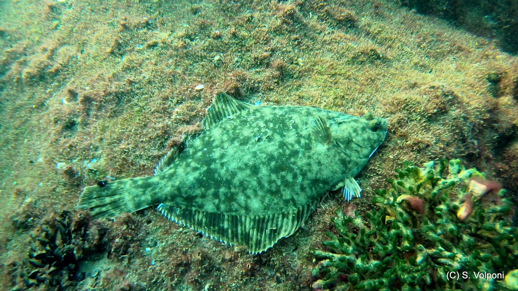 European Flounder (Platichthys flesus) - Marine Life Identification