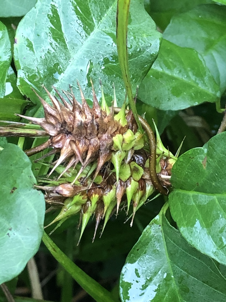 hop sedge from SW Durham Dr, Durham, NC, US on July 31, 2020 at 08:09 ...