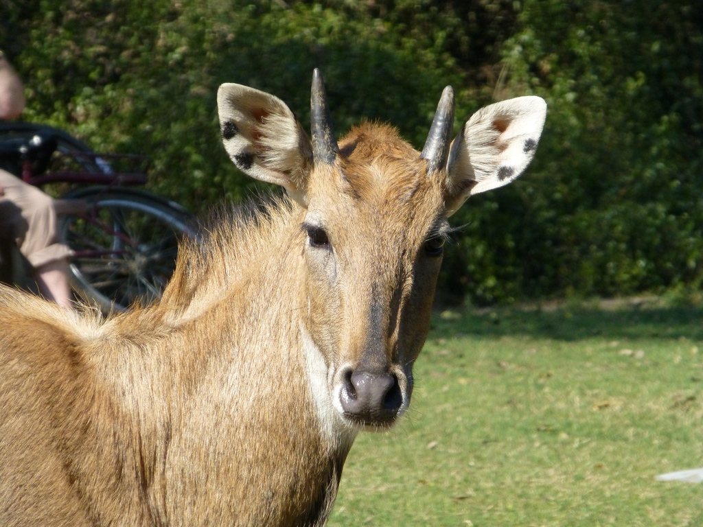 Bovines (Bovinae) - Know Your Mammals