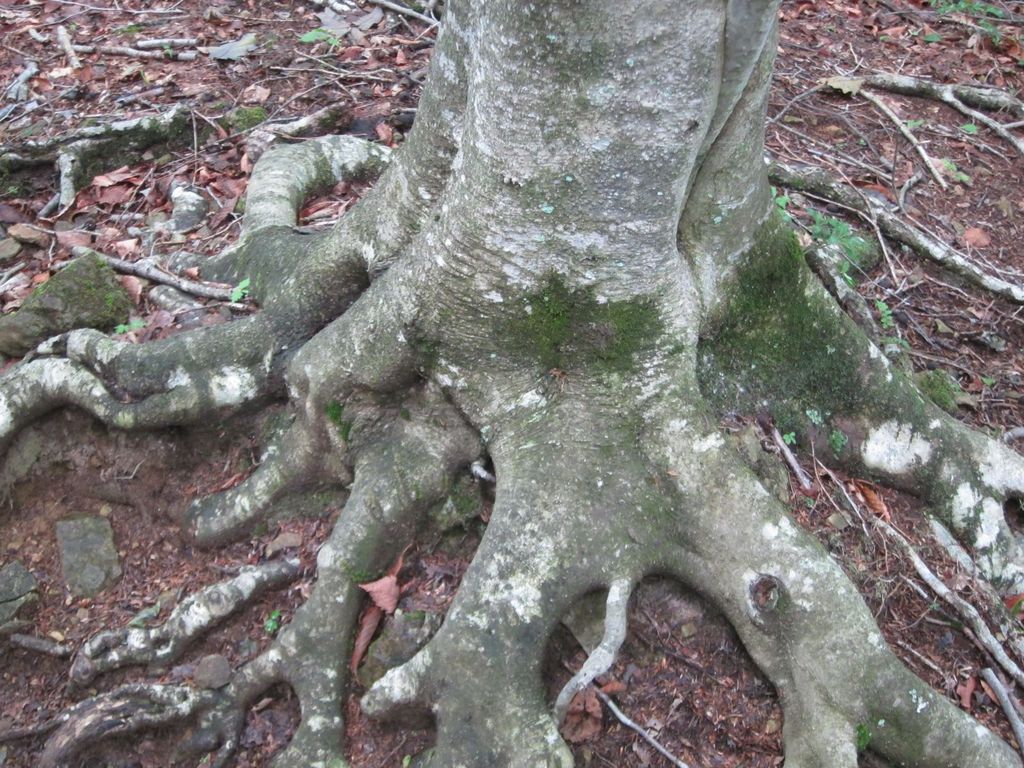 Japanese beech (Fagus crenata) - Botanical Realm