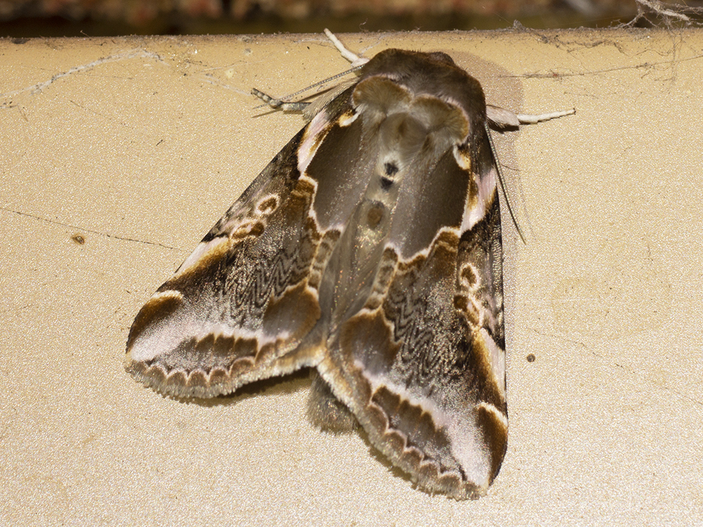 Glorious Habrosyne Moth from Middleton, WI on July 31, 2020 at 10:14 PM ...