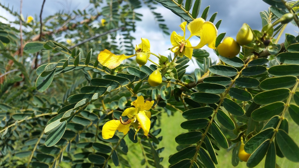 matura tea tree from Rufiji, Tanzania on April 26, 2017 at 02:13 PM by ...