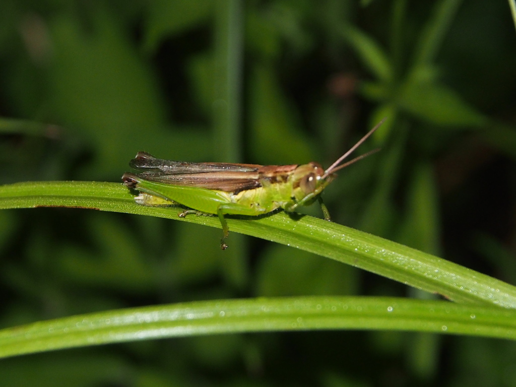 Chinese rice grasshopper from Lin Fa Tei, Hong Kong on July 29, 2020 at ...