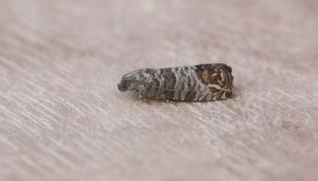 Codling Moth from Bemiss, Spokane, WA, USA on August 1, 2020 at 06:49 ...